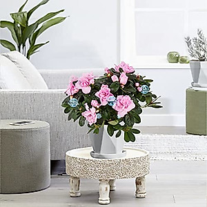 WYZGFRQS 7 Inch Plant Pots 6 Pack, Planters for Indoor Plants, Plastic Plant Pots with Drainage Holes and Saucers, Modern Flower Pots for Succulents, Snake Plant, African Violet, and Cactus