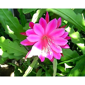 (6) Mix Epiphyllum Orchid Cactus Cutting for Growing Indoor/Outdoor - Ornaments Perennial Garden Simple to Grow No Pots