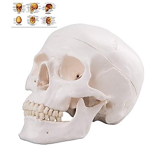 SKUMOD Life Size Human Skull Model, Replica Realistic Human Skull with Removable Skull Cap and Articulated Mandible, Full Set of Teeth, 7.2x4.2x4.95in