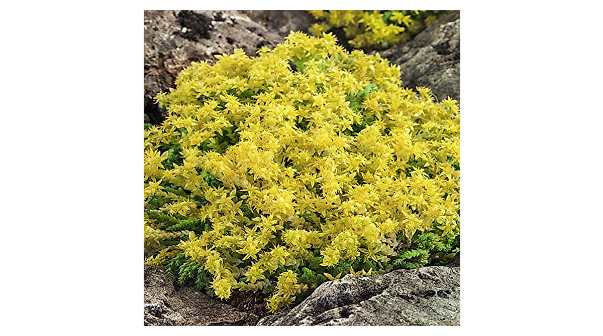 Outsidepride Perennial Sedum Acre Heat & Drought Tolerant, Succulent, Stonecrop Ground Cover ...