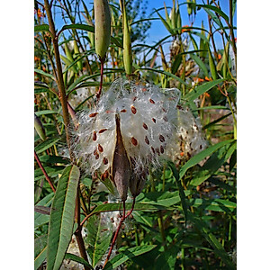 Asclepias curassavica | Butterfly Bush | Scarlet Milkweed | 200_Seeds