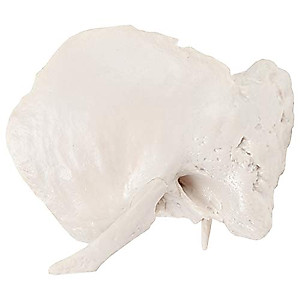 Axis Scientific Temporal Bone - Left