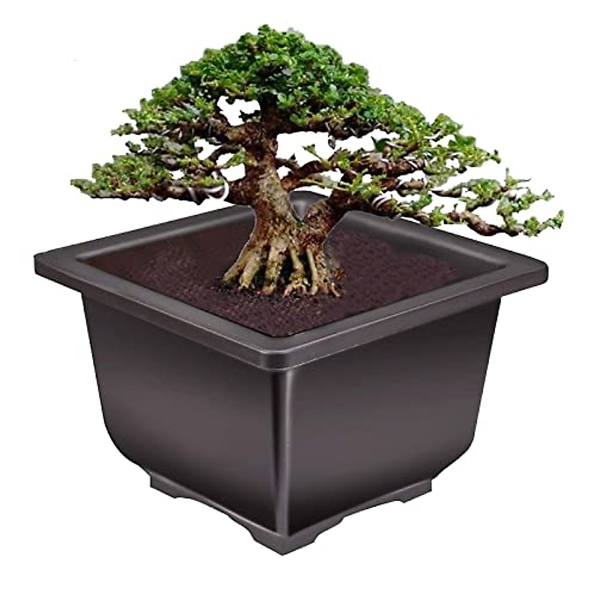 KINJOEK 15 PCS 5.1 Inch Plant Pot, Square Plastic Bonsai Training Pots, Flower Succulent Pots Container for Garden, Indoor, Home Decorative