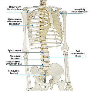 ZENY Life Size 70.8" Human Anatomical Anatomy Skeleton Model with Stand, Scientific Anatomy Human Body Model for Study