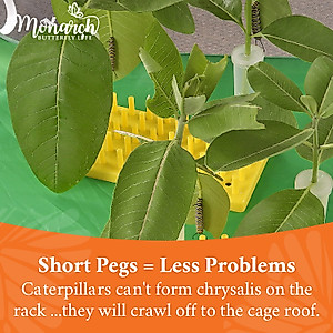 Short Peg Rack with 8 Large Floral Tubes to Feed Caterpillars Fresh Milkweed Cuttings, Host Plants, and Nectar Flowers by MONARCH BUTTERFLY LIFE