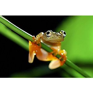 52mm Close-Up Filter Set (+1, +2, +4 and +10 Diopters) for Canon EOS M50 Mark II with 55-200mm, EOS R10 18-45mm, EF-S 24mm f/2.8, Fuji XT-200 15-45mm, XF 35mm F1.4 Lens, Sigma 30mm F1.4 Lens