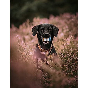 ProDen PlaqueOff Dental Care for Dogs and Cats, 60gm