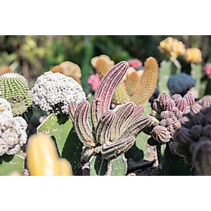 HADIZ Stainless Steel Garden Tweezer Two Piece Set with Curved Tip Tweezers for Cactus and Succulents Gardening