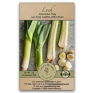 Gaea's Blessing Seeds - Leek Seeds - Non-GMO American Flag Leek Seeds with Easy to Follow Planting Instructions - 90% Germination Rate