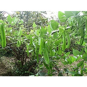 1 packet (50 seeds) - Winged Bean - Dau Rong - Four Angled bean - Manila bean