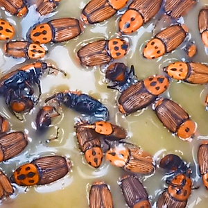 HEDO Red Palm Weevil Bucket Trap with Lure (Rhynchophorus ferrugineus) Pack of 5 to Control Damage in Coconut