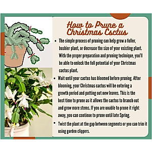 2" Peach Color Christmas Cactus Live Plant. (Peach)