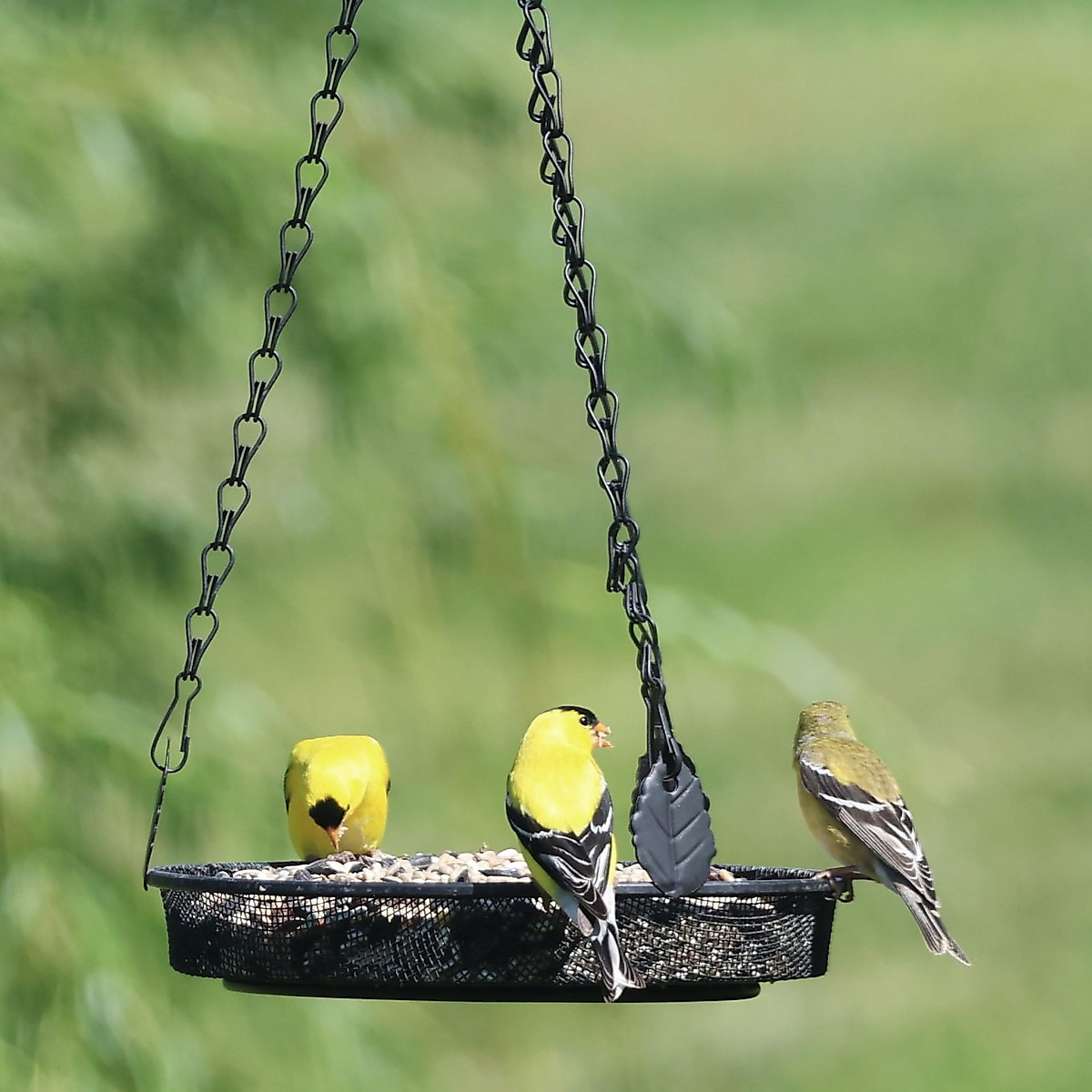 Songbird Essentials Wild Bird Food, Essential Nuts and Berries Premium Blend Bird Seed, Nuts and Fruit, 5 Pound Bag, Nitrogen Flushed