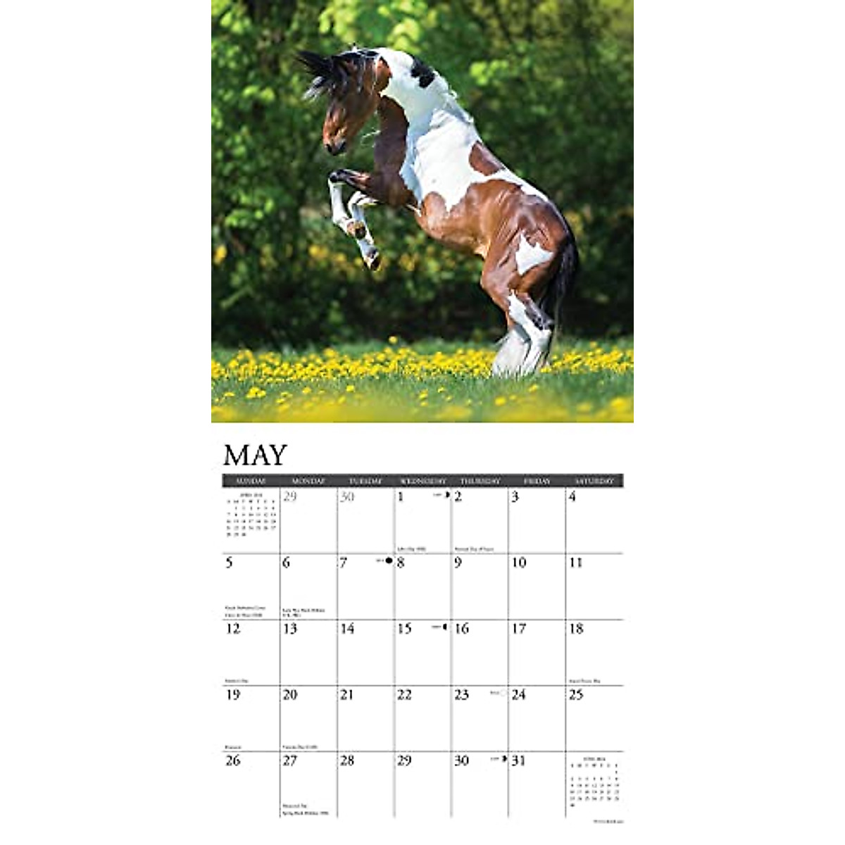 Willow Creek Press Paint Horses Monthly 2024 Wall Calendar (12" x 12")