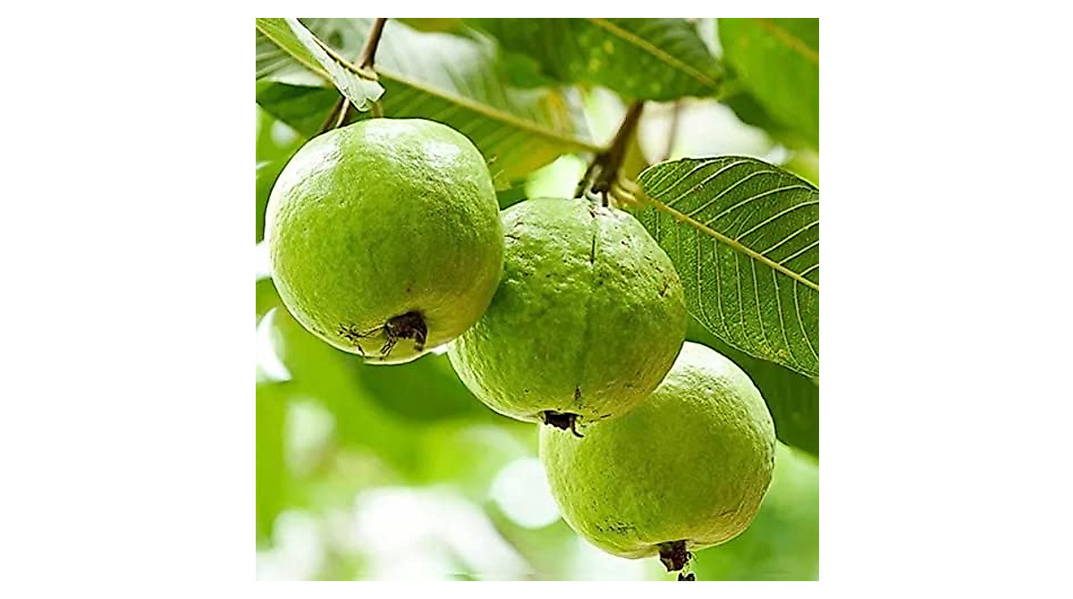 Grow Organic White Guava Seeds | Easy Gardening with QAUZUY GARDEN