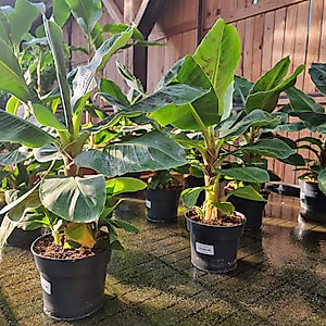 Fruit for Planting, Dwarf Cavendish Banana Fruit Tree 1 to 2 Feet, 1 Gallon Pot