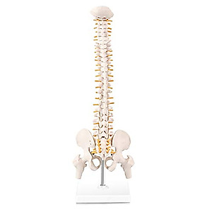 LYOU Miniature Spine Anatomy Model, 15.5" Mini Vertebral Column Model with Spinal Nerves, Pelvis, Femur, Mounted On a Base