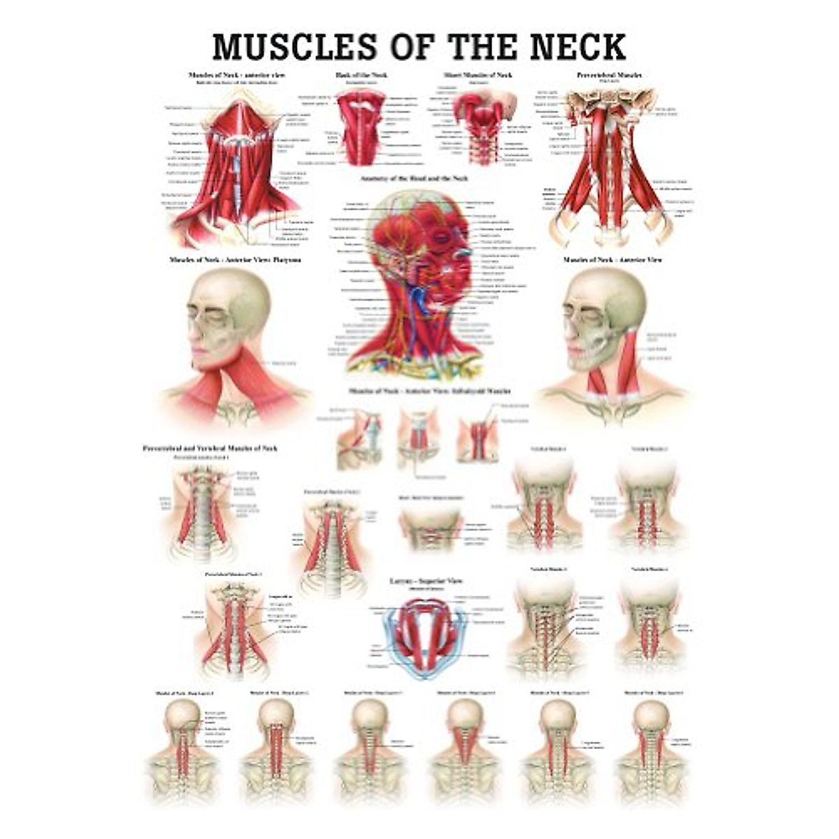 Muscles of the Neck Laminated Anatomy Chart