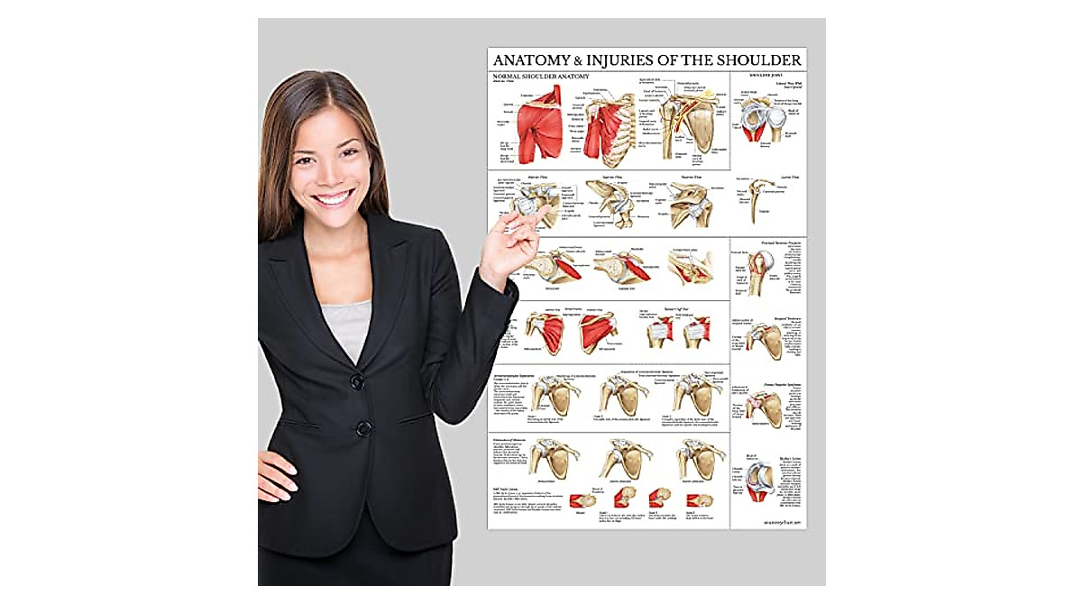 Anatomy of the Shoulder Poster | Palace Learning