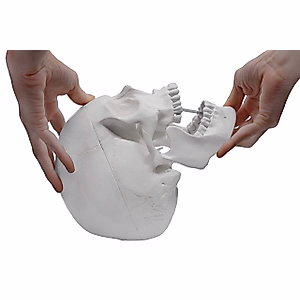 Human Anatomical Skull Model, 3 Part - Medical Quality Plastic Replica - 9" Height - Removable Calvaria - Articulated Mandible - Eisco Labs