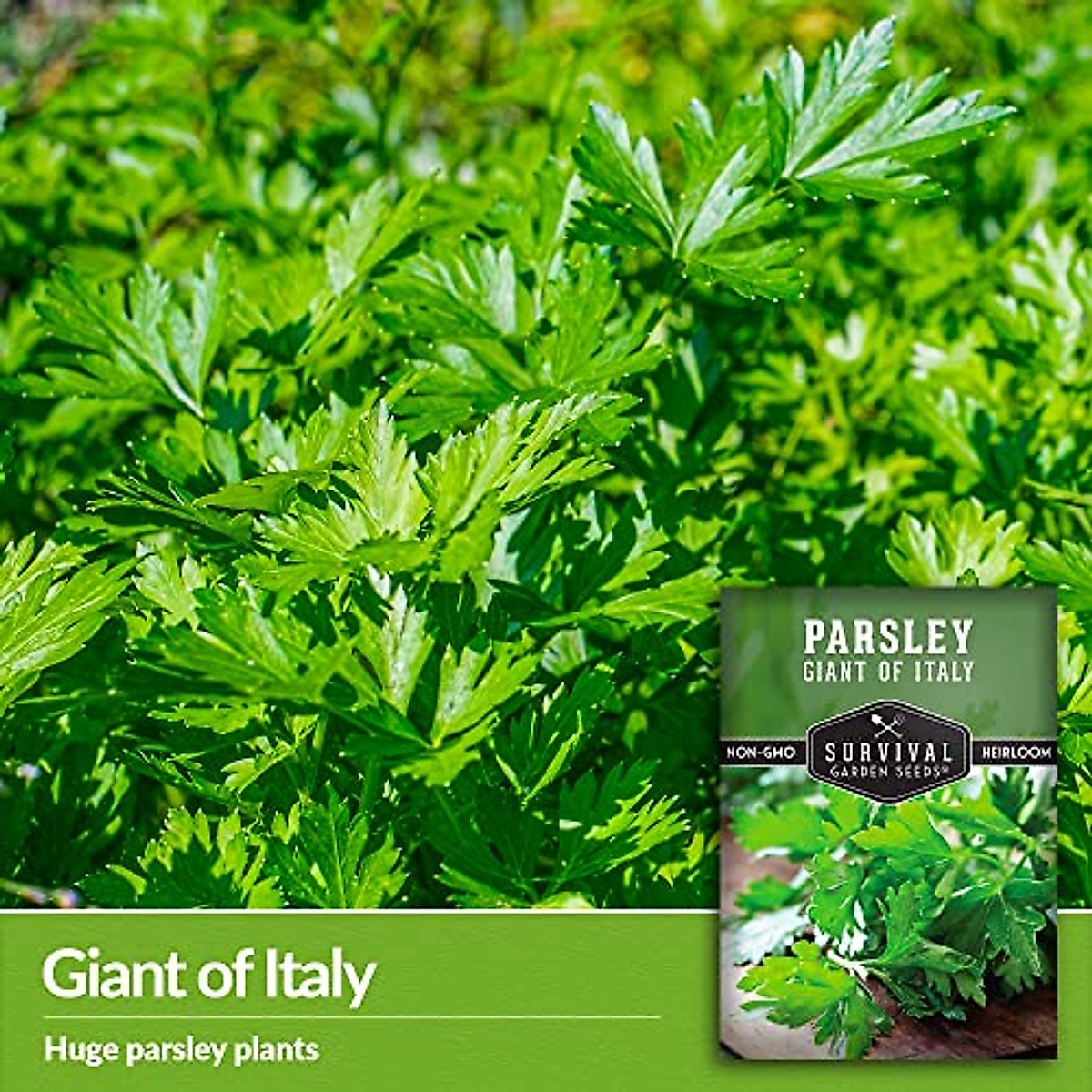 Survival Garden Seeds - Giant of Italy Parsley Seed for Planting - Packet with Instructions to Plant and Grow Italian Flat Leaf Parsley Herbs in Your Home Vegetable Garden - Non-GMO Heirloom Variety