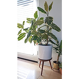 Blumat Glass Plant Self Watering Globes | Automatic Houseplant Drip Irrigation for Indoor Plants, Hanging Plants, Houseplants, Plant Garden Accessories | Vacation Plant Savers - Large Globe Small Adapter