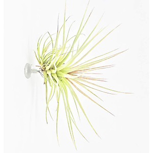 Tillandsiart 10 Pack Vertical Air Plant Holder (Suction Cup, Stainless Steel Tillandsia Air Plant Planter) A Unique Set of Air Plant Containers for Creating Tillandsia Art Display on Window. (Small)