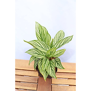 Calathea Vittata (Peacock Plant) Live Plant for Garden - 2" Pot Live Plant