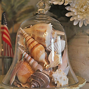 JQAQJU Sea Shells Mixed Beach Seashells 20 Kinds, 1.5"-5.5" Various Sizes Large Ocean Shells Conch 2 Kinds Natural Starfish for Decorating Beach Theme Party Fish Tank Filling Home Decor Wedding