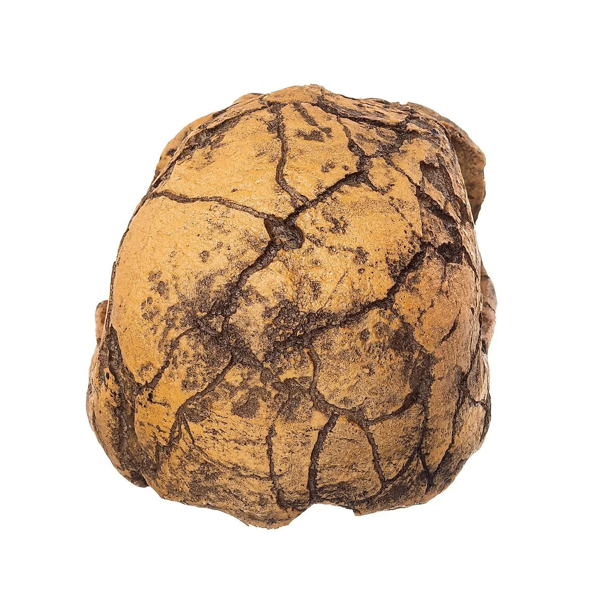 Homo Habilis KNM ER 1813 Skull (Teaching Quality Recreation)