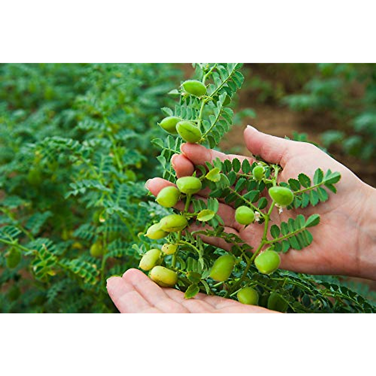 Rainbow Bean Mix Sprouting Seeds, Adzuki, Garbanzo, Green Pea, & Lentil, 40+ Heirloom Seeds in Mixture Per Packet, Non GMO Seeds, (Isla's Garden Seeds), Botanical Name: Phaseolus vulgaris