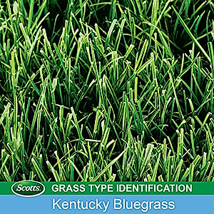 Scotts Turf Builder Grass Seed Kentucky Bluegrass Mix - 7 lb., Use in Full Sun, Light Shade, Fine Bladed Texture, and Medium Drought Resistance, Seeds up to 4,660 sq. ft.