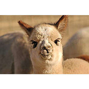 Alpaca Home - 100% Baby Alpaca Wool Solid Throw Blanket, All Natural, Hypoallergenic & Allergen Free for Home Décor or Travel 51 X 71 inches (Purple Haze)