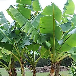 CHUXAY GARDEN 10 Seeds Musa Velutina Seed,Pink Banana,Hairy Banana, Pink Fruiting Banana, Musa Dasycarpa Evergreen Perennial Plant Showy Display