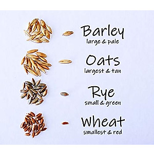 Crafted-Brand Simple Cat Grass Blend | 100% US Organic + 4 Popular Seeds | Wheat, Barley, Oats, and Rye Seed Mix Combo | Show Your Love with a Healthy Pet Treat and Snack (6 Ounce (~4800 Seeds))