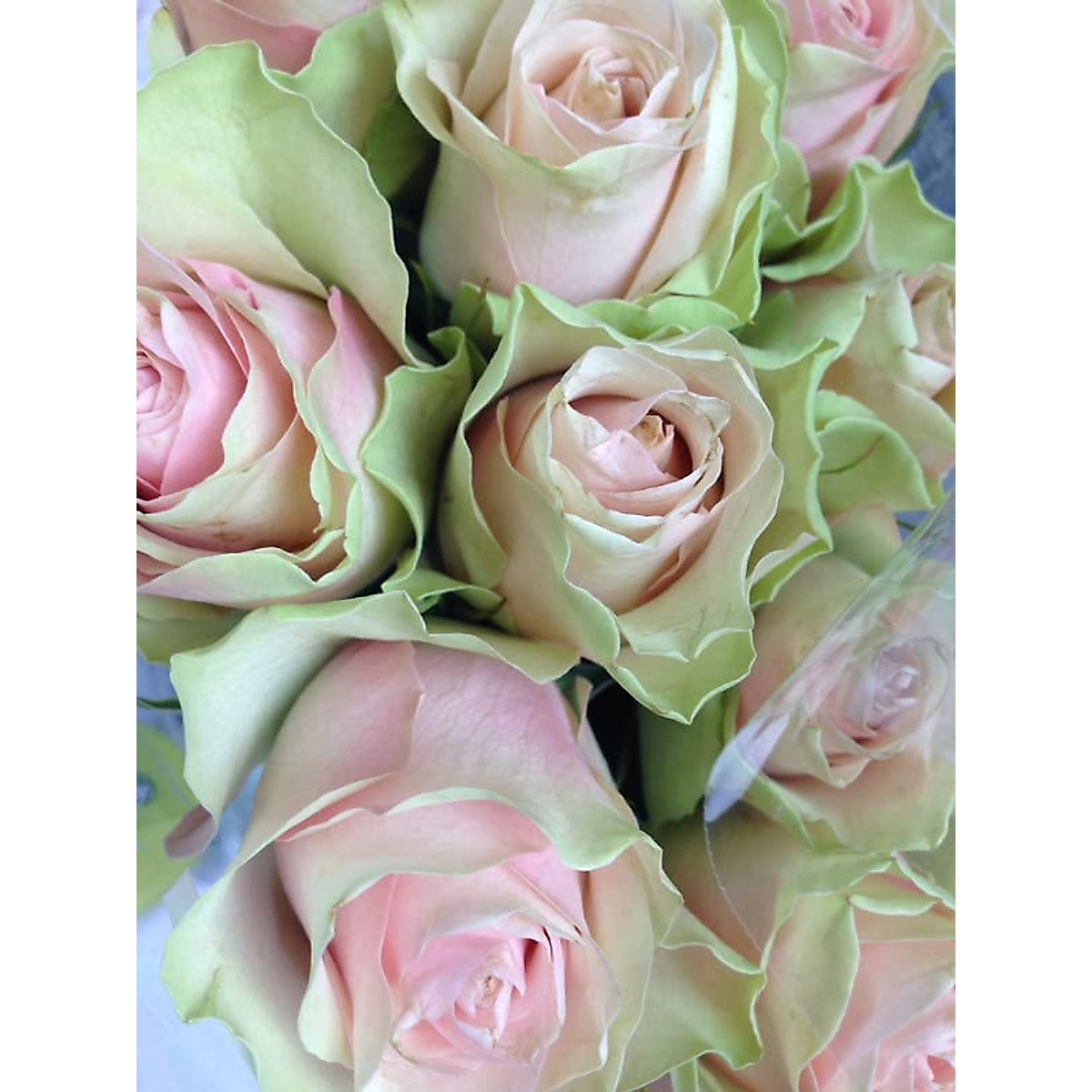 10 Green and Pink Rose Seeds for Planting, Rare Rose Flower Perennial Bush Seeds Ornament Perennial Garden