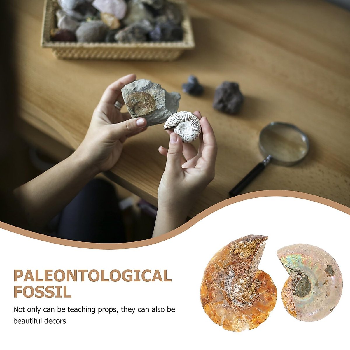 iplusmile 2pcs Animal Fossil Collection Paleontology Fossil Sample Science Specimen Snails Ammonite Fossil Ornaments for Biological Science Educational Teaching Props