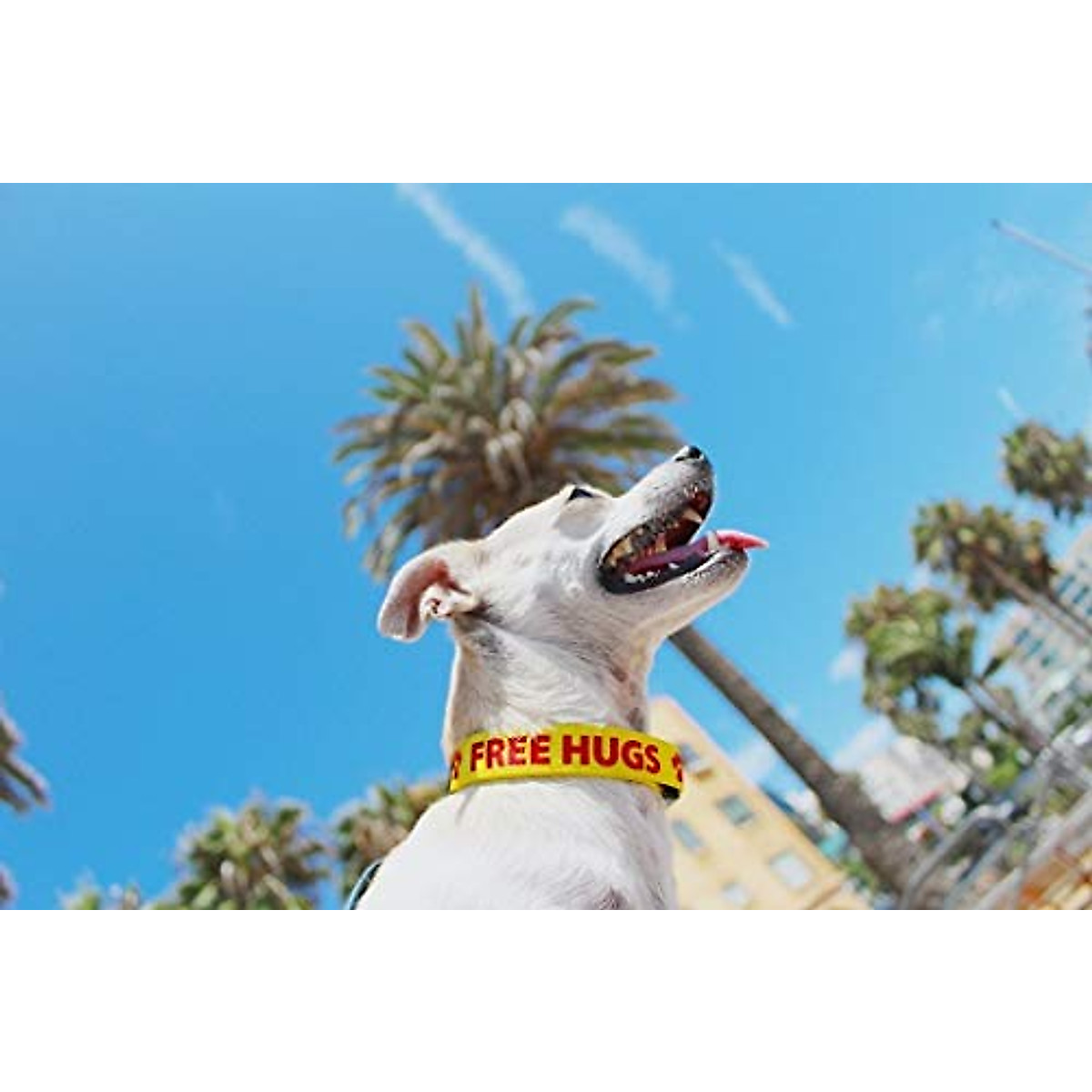 Personalized Dog Collar with Custom Hi-Def Text and Art, an Embroidered Dog Collar Alternative - Available in 7 Sizes & 21 Colors