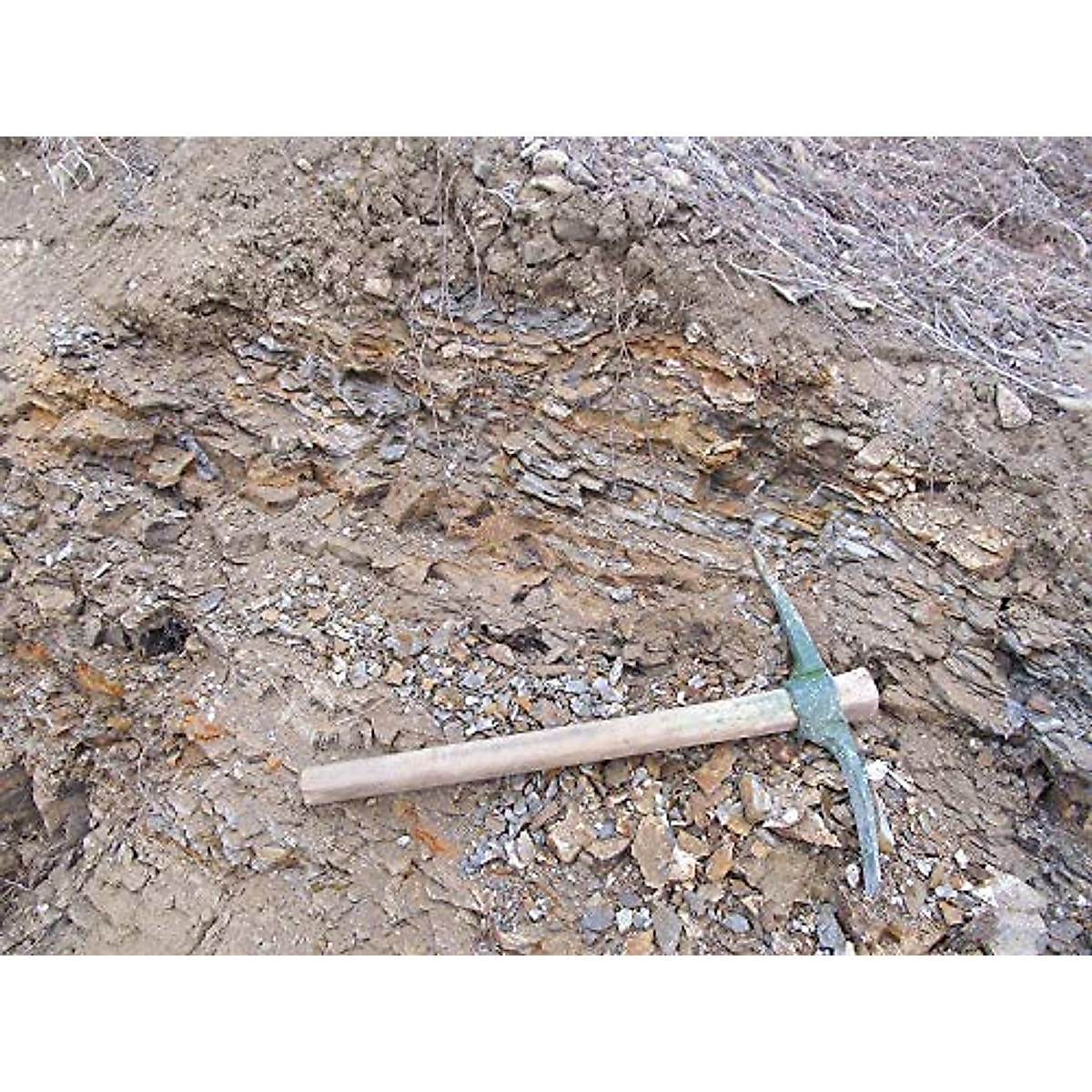 Sunnyhill Real Trilobite Fossil Come from Western Hunan of China 450 Million Years ago