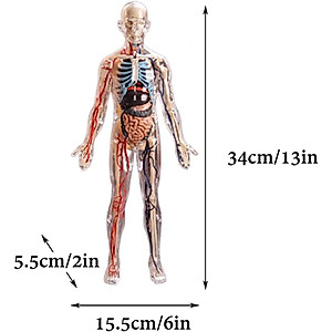 Anatomy Model Skeleton Model Human Model Human Internal Organs Organs Model Neurovascular Teaching Anatomy Model Removerable Human Torso Anatomy Model