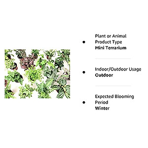 Mini Terrarium Plants (6 Plants) (2" Pots) Fairy Garden Plants Assorted Varieties