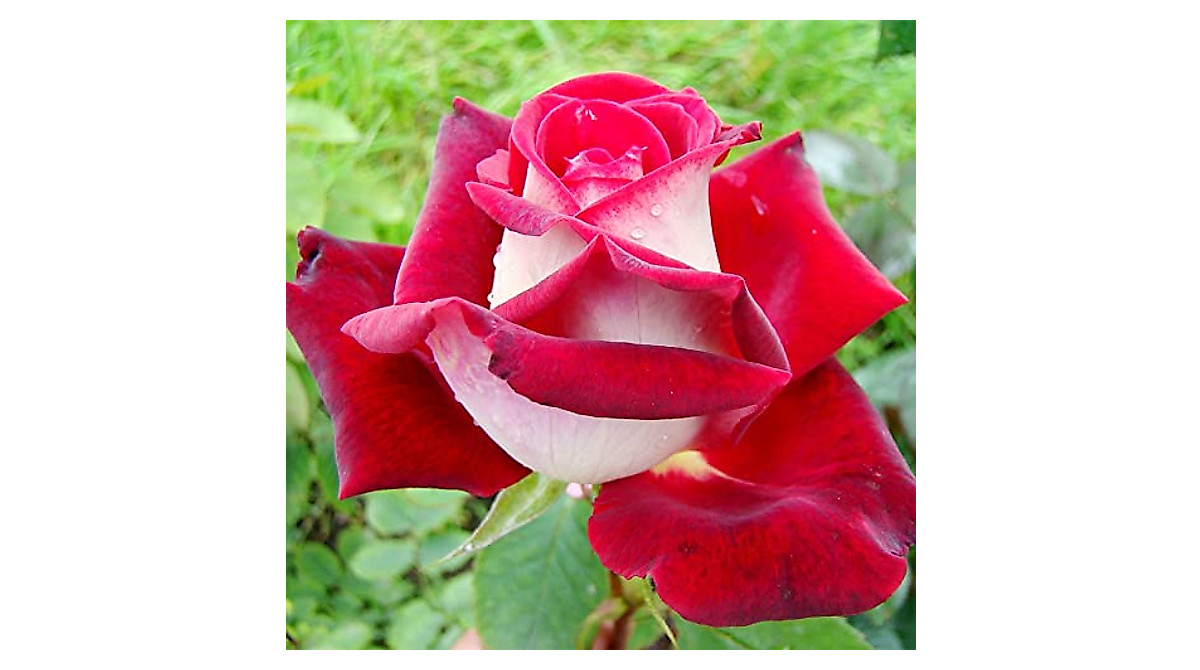 QAUZUY GARDEN 20 Rare Osiria Hybrid Tea Rose Seeds, Exotic Rare Dragon ...