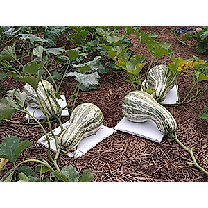TomorrowSeeds - Green Striped Cushaw Seeds - 20+ Count Packet - Southern Kershaw Pumpkin Winter Squash Gourd Silver Garden Vegetable Seed