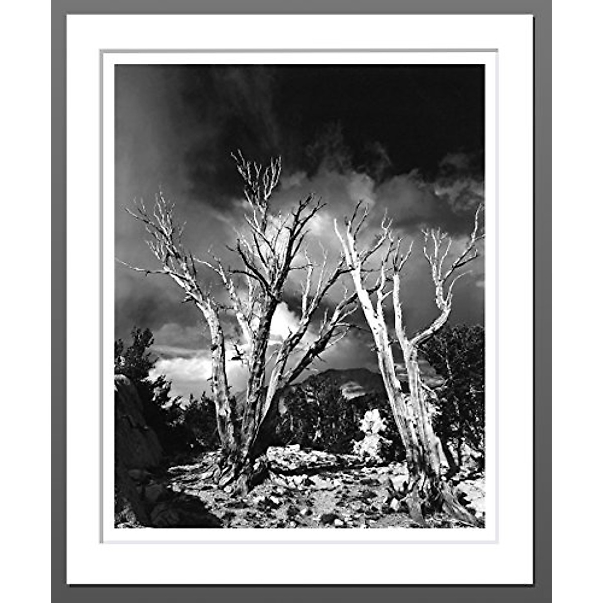 Whitebark Ghosts, 60 Lake Basin (#4)