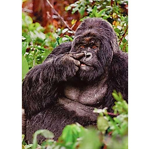 Gorilla Picking Nose Avanti Funny Birthday Card
