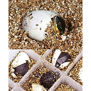 Organic Vermiculite 1 qt by Doter, Increases Water and Nutrient Retention and Aerates The Soil, Perfect for Root Cuttings, Seed Germination, Arranging Flowers, and Bedding for Invertebrates