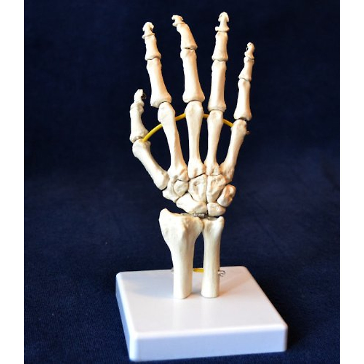Wellden Product Medical Anatomical Hand Model, Life Size