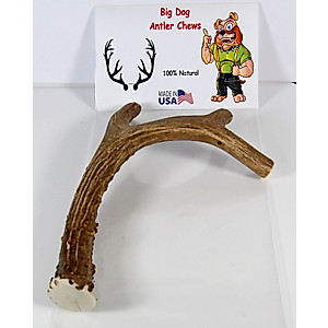 Big Dog Antler Chews - Deer Antler Dog Chew, Medium, 9 Inches to 13 Inches Long. Perfect for Your Medium to Large Size Dogs and Puppies! Grade A Premium. Happy Dog Guarantee!