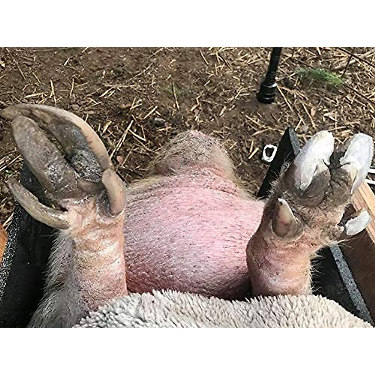 Complete Pig Hoof Trimmer Set – Electric Plug in - 110 Volt - Accessories Included