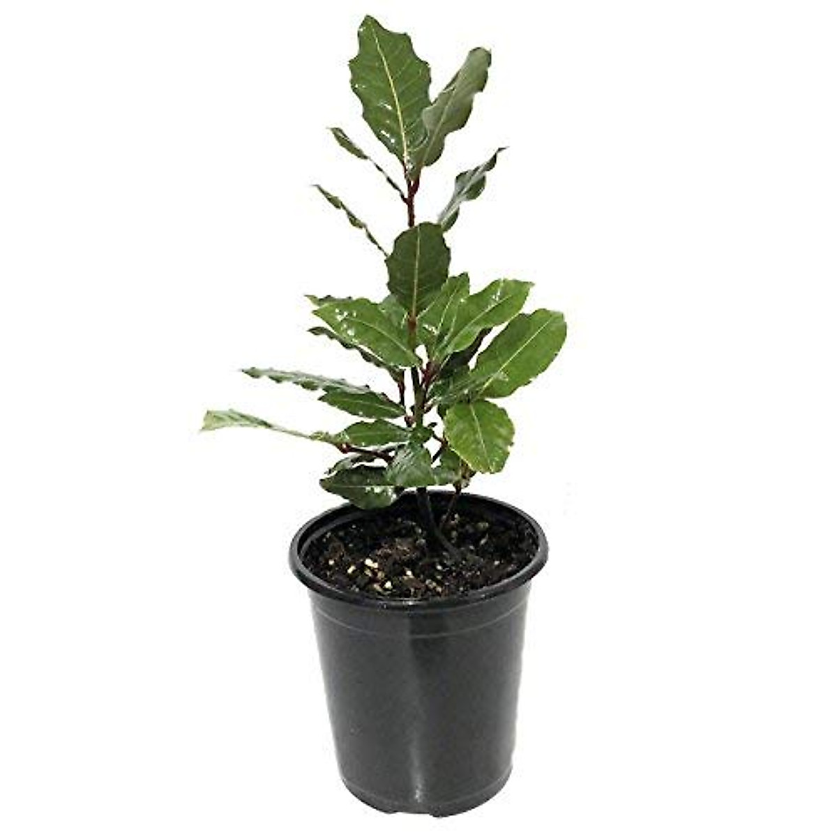 9GreenBox Sweet Bay Laurel Herb - Laurus nobil